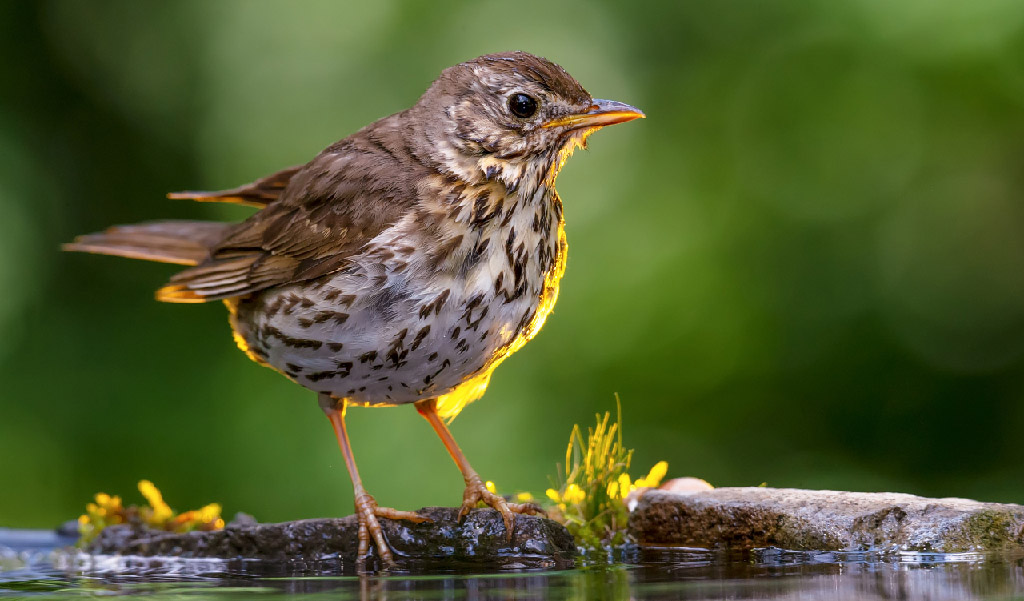 Ardıç Ağacıyla Ardıç Kuşu | Online kitap oku